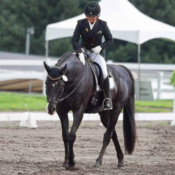 Sarah Lane Dressage – Dressage Training in Southern New Hampshire